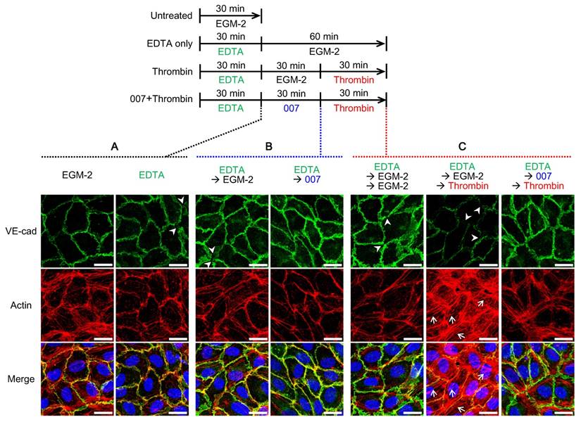 A Vascular Permeability Assay Using an In Vitro Human Microvessel Model ...