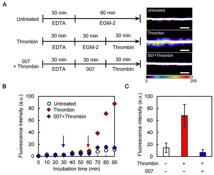 A Vascular Permeability Assay Using an In Vitro Human Microvessel Model ...
