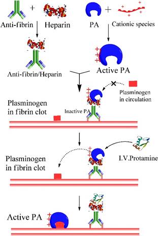 Heparin-Regulated Prodrug-Type Macromolecular Theranostic Systems for ...