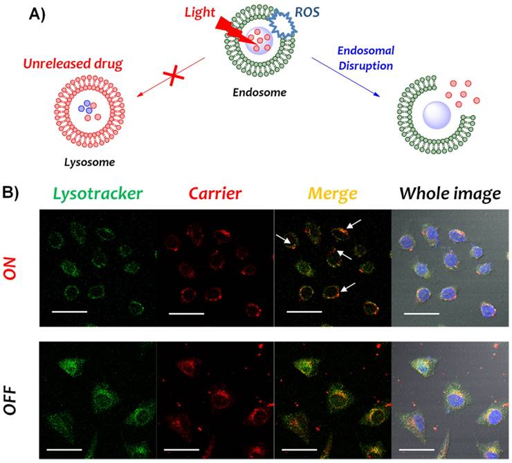 Doxorubicin/Ce6-Loaded Nanoparticle Coated with Polymer via Singlet ...