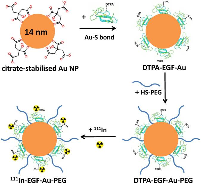 Accumulation of 111In-Labelled EGF-Au-PEG Nanoparticles in EGFR ...