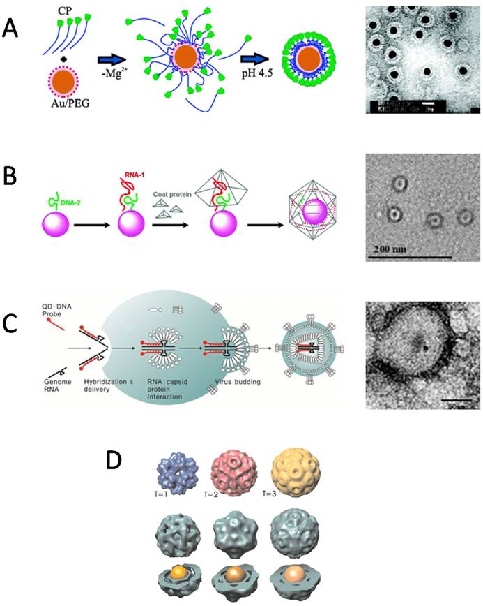 Encapsulation of Inorganic Nanomaterials inside Virus-Based ...