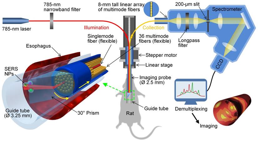 Multiplexed Optical Imaging of Tumor-Directed Nanoparticles: A Review ...