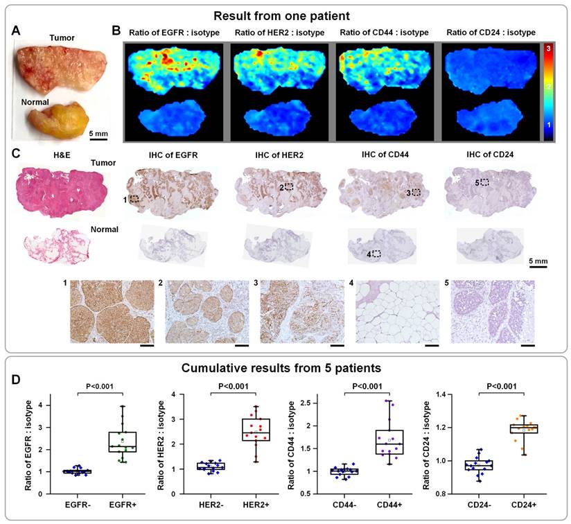 Multiplexed Optical Imaging of Tumor-Directed Nanoparticles: A Review ...