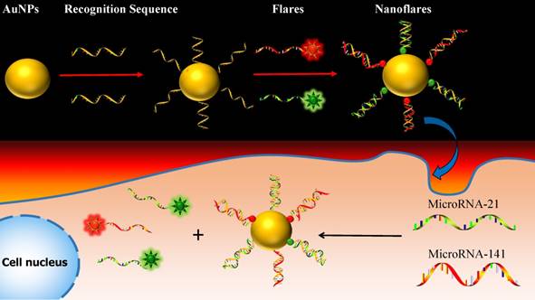 Two-Color-Based Nanoflares for Multiplexed MicroRNAs Imaging in Live Cells
