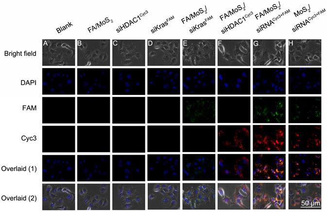 Functionalized MoS2 Nanosheets as Multi-Gene Delivery Vehicles for In Vivo Pancreatic Cancer Therapy