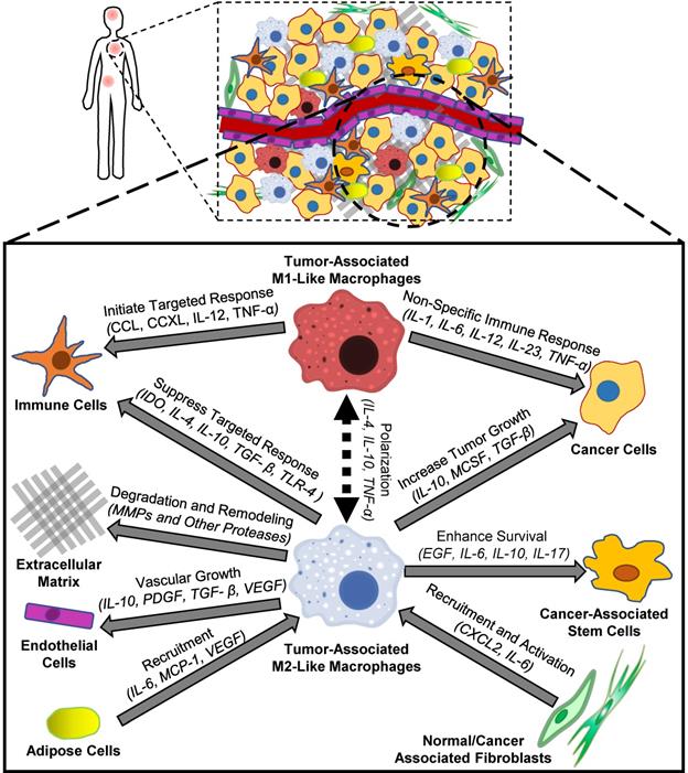Biological Effects of Nanoparticles on Macrophage Polarization in the Tumor Microenvironment