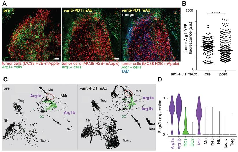 Macrophage imaging and subset analysis using single-cell RNA sequencing