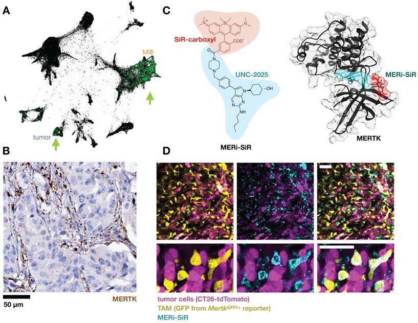 Macrophage imaging and subset analysis using single-cell RNA sequencing