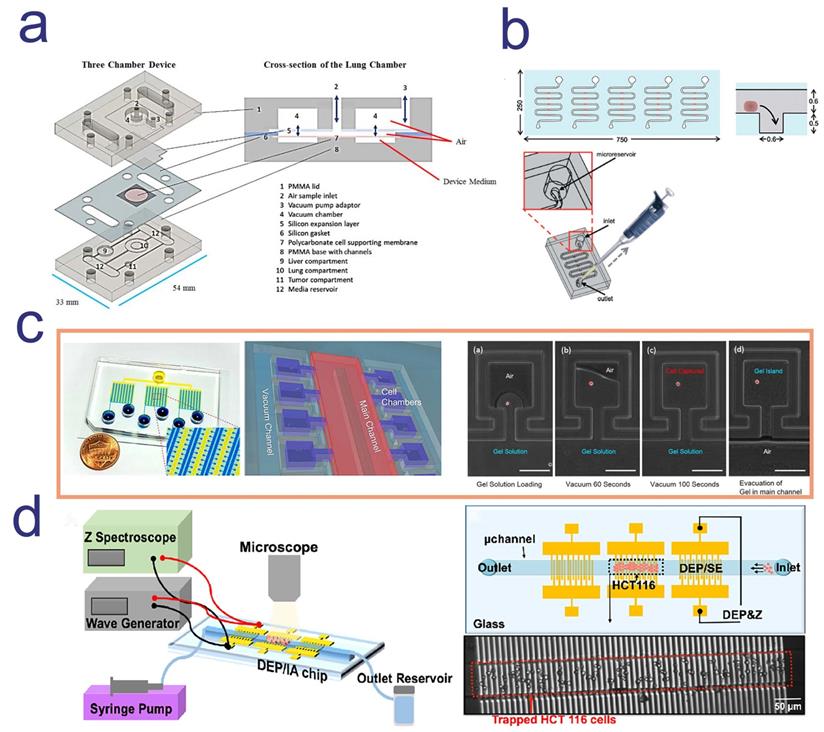 Multifunctional microfluidic chip for cancer diagnosis and treatment