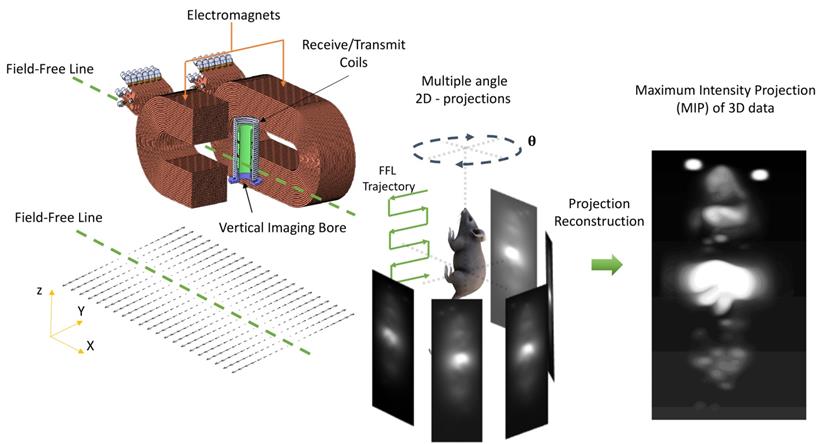 Non-radioactive and sensitive tracking of neutrophils towards ...